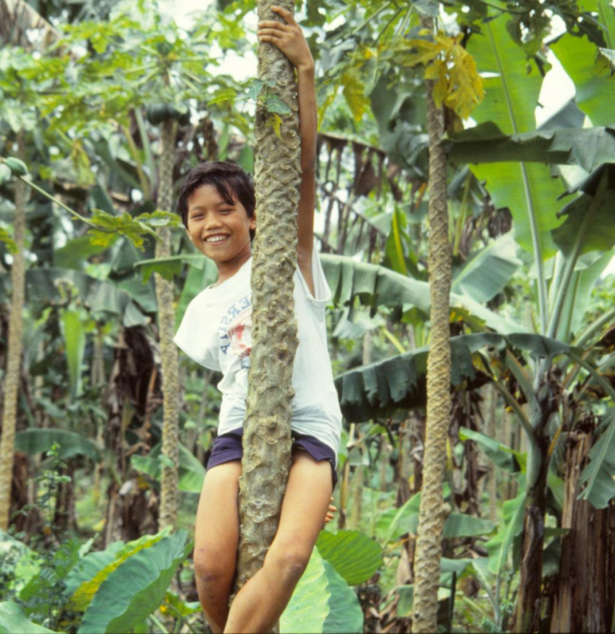 File:Indonesian boy climbing a papaya tree at Tanah Baru in Bogor, West ...